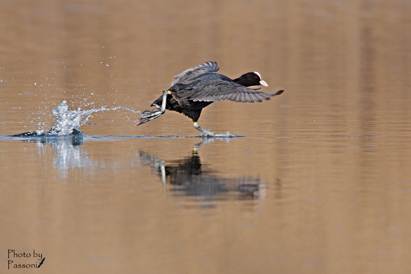 100 metri umidi! , Natura Mediterraneo | Forum Naturalistico