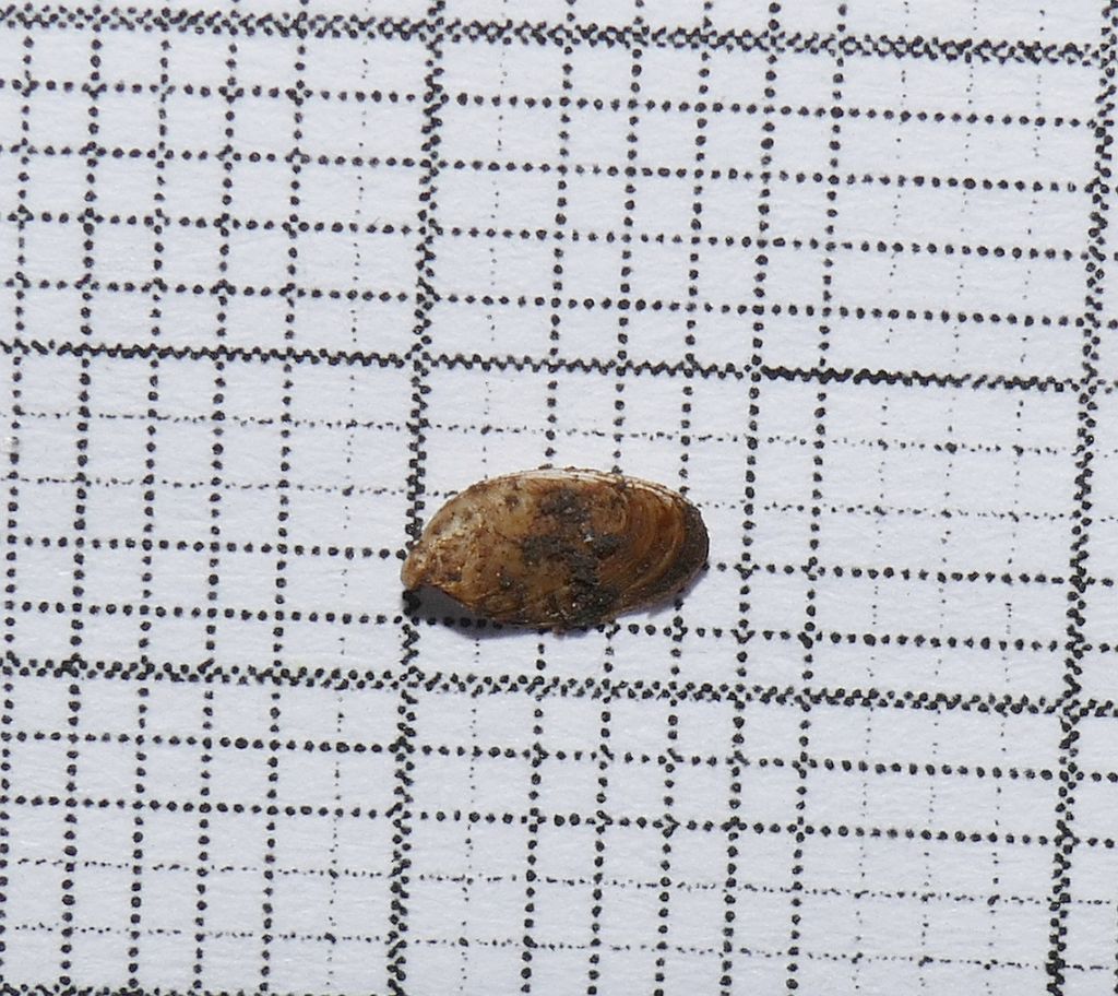 Testacella scutulum? , Natura Mediterraneo | Forum Naturalistico