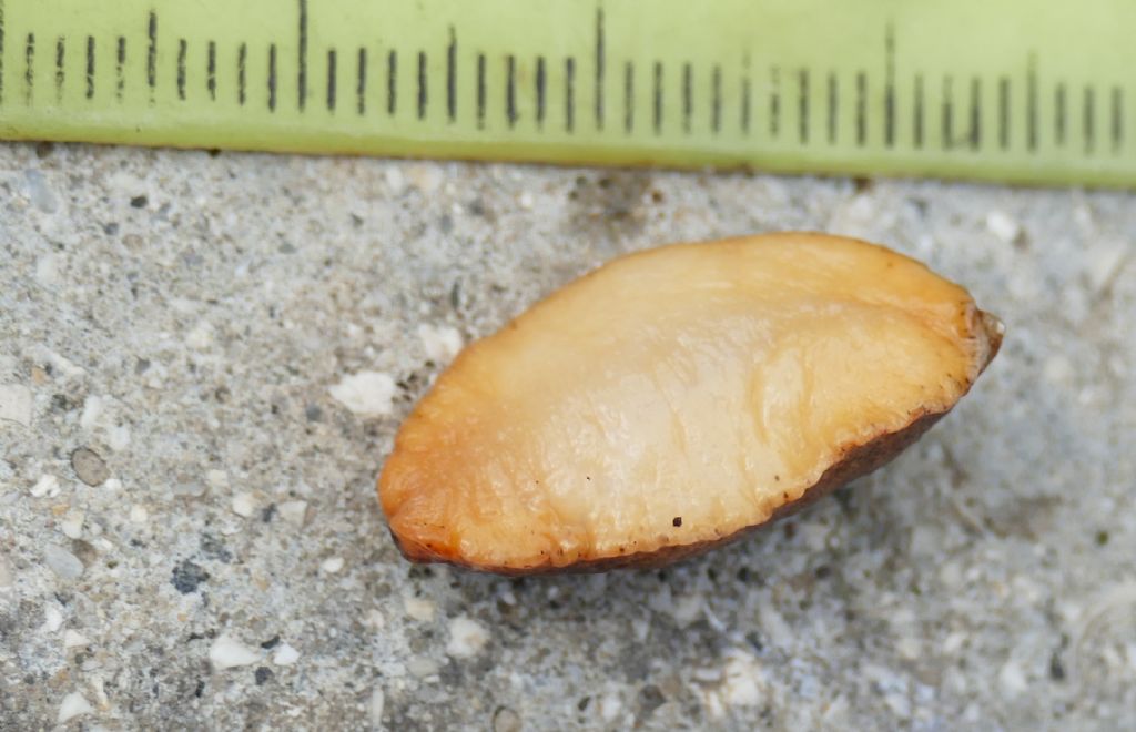 Testacella scutulum? , Natura Mediterraneo | Forum Naturalistico