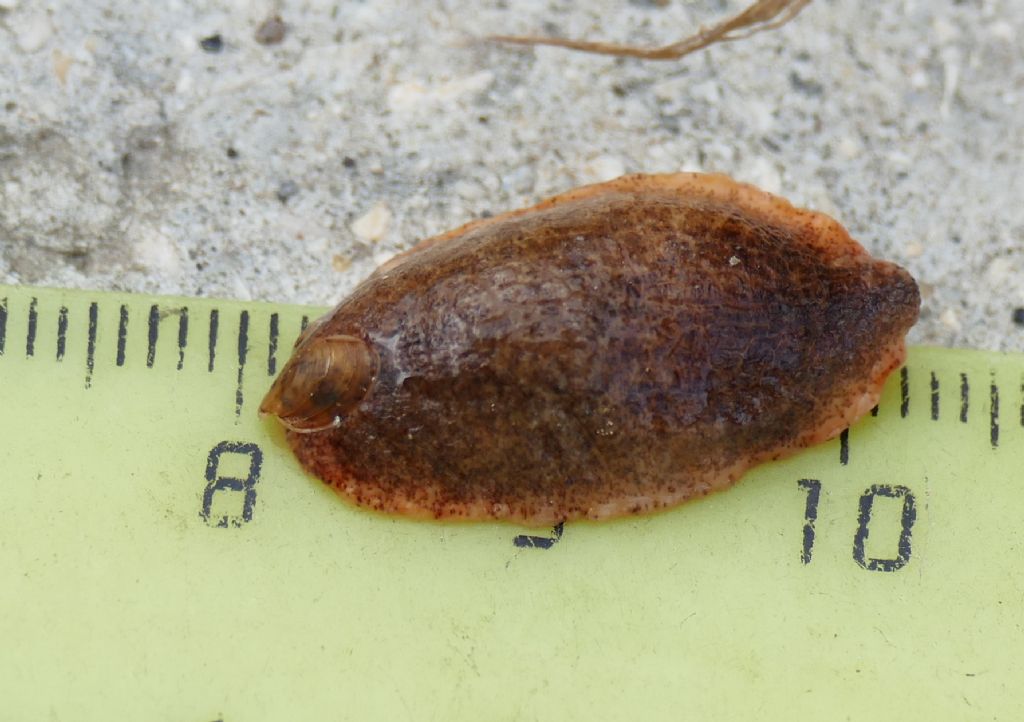 Testacella scutulum? , Natura Mediterraneo | Forum Naturalistico