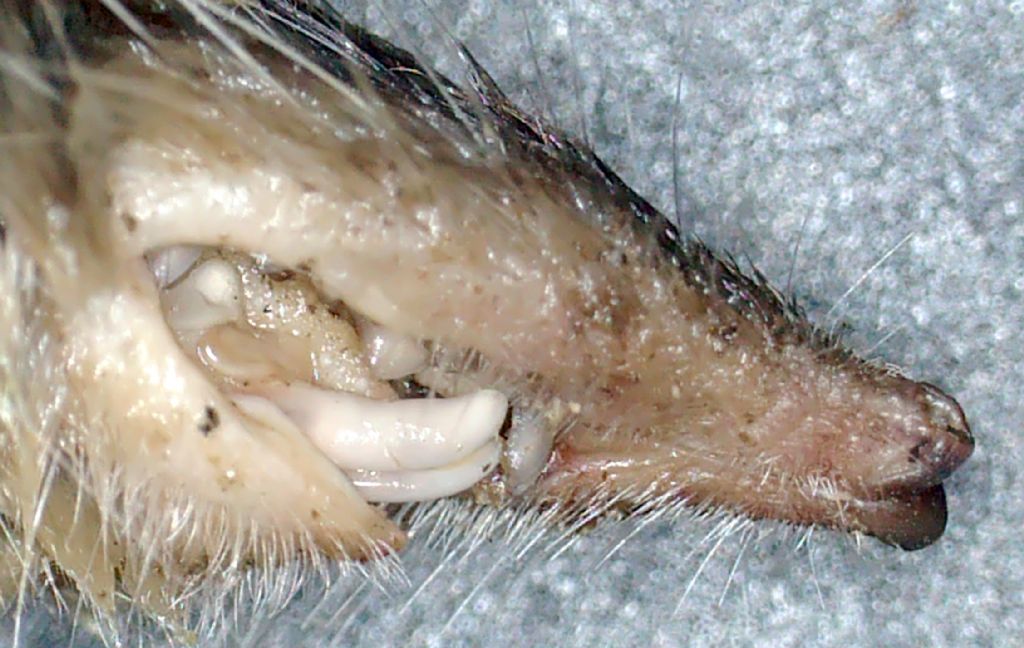 Crocidura o Suncus? , Natura Mediterraneo | Forum Naturalistico