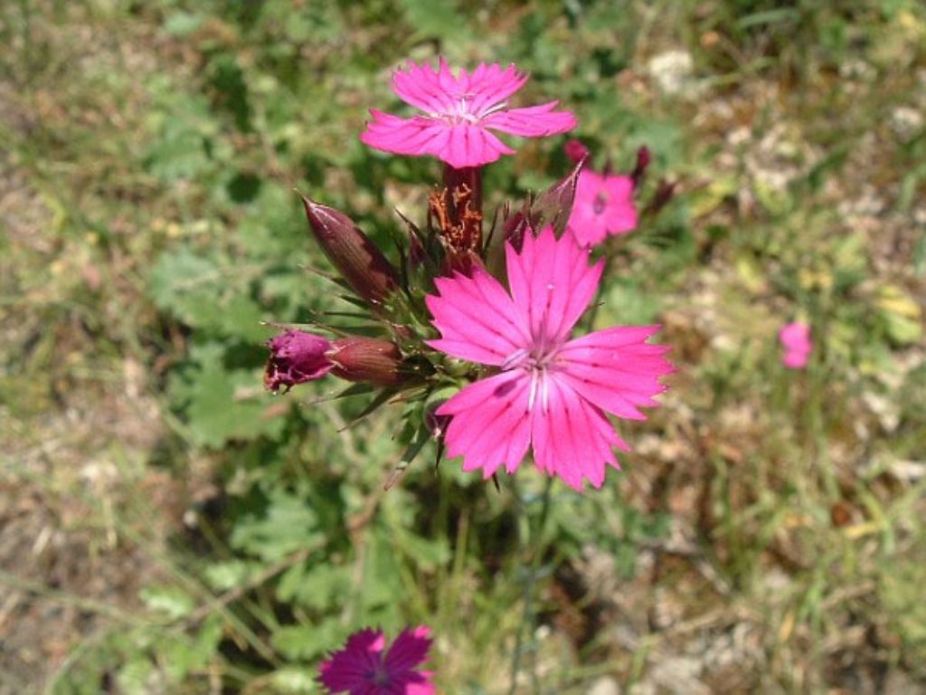 garofanino , Natura Mediterraneo | Forum Naturalistico