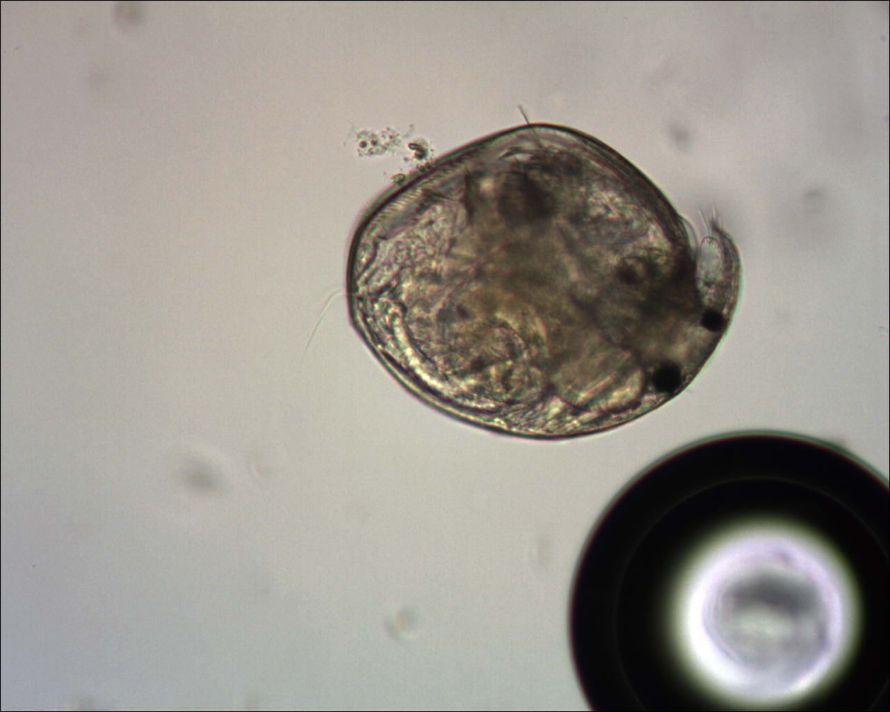 Chydorus sp. , Natura Mediterraneo | Forum Naturalistico