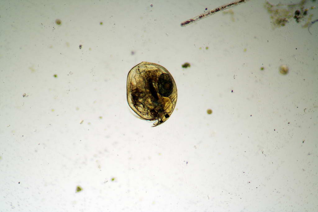 continuo con i Chydorus.... , Natura Mediterraneo | Forum Naturalistico