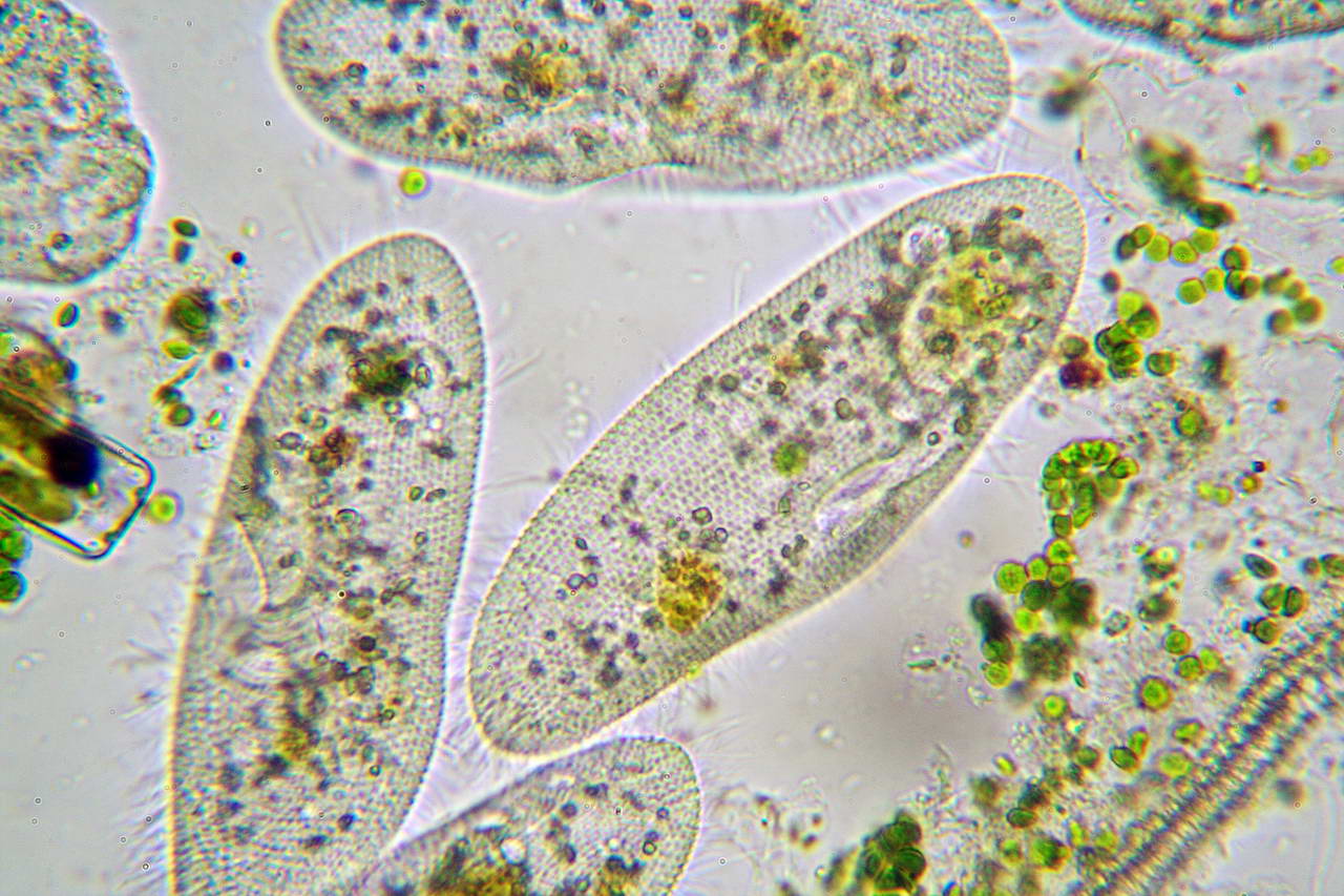 Parameci "alla glicerina" , Natura Mediterraneo | Forum Naturalistico