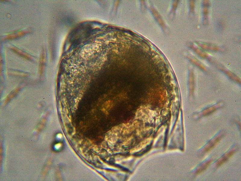 Lecane sp. , Natura Mediterraneo | Forum Naturalistico