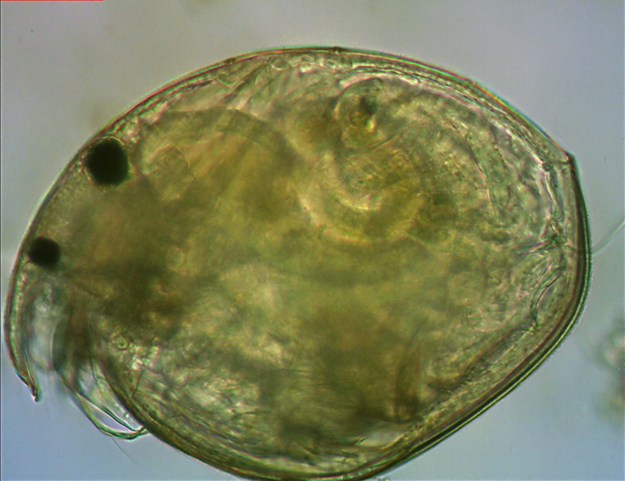 Chydorus sp. , Natura Mediterraneo | Forum Naturalistico