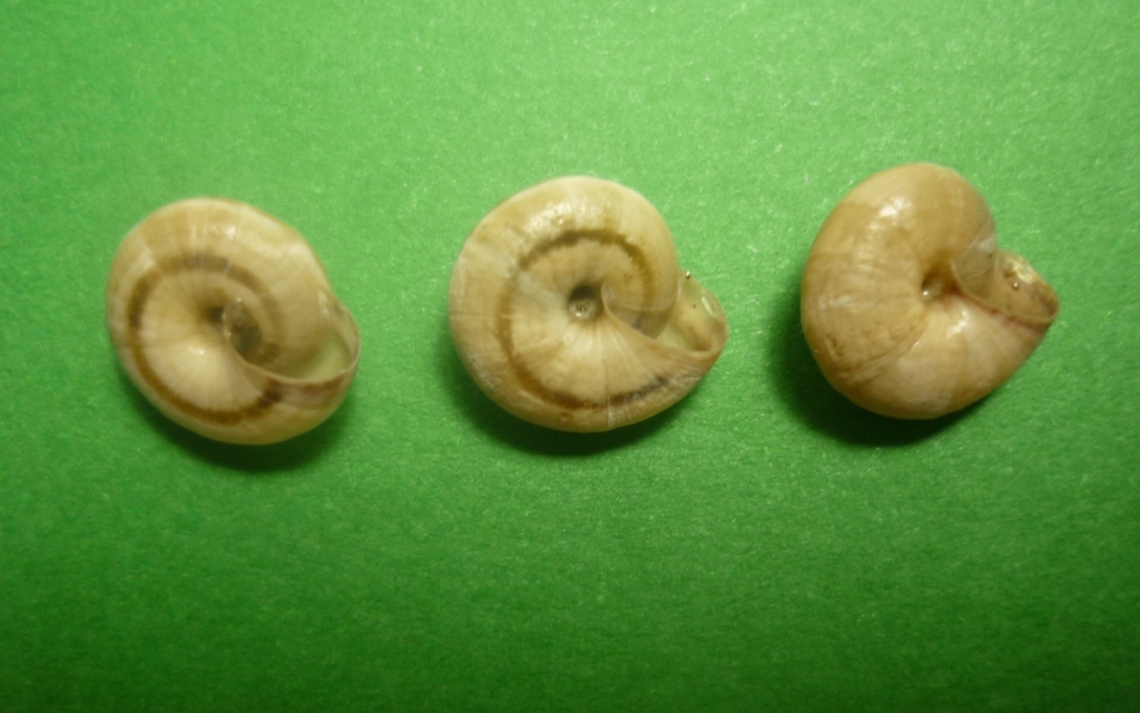 Trochoidea pyramidata? , Natura Mediterraneo | Forum Naturalistico