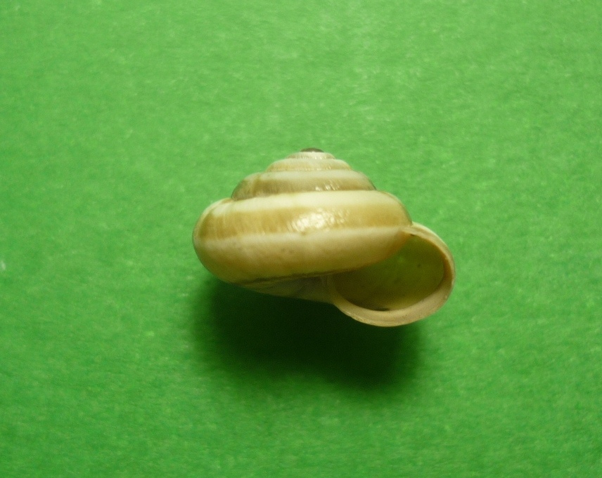 Trochoidea pyramidata? , Natura Mediterraneo | Forum Naturalistico