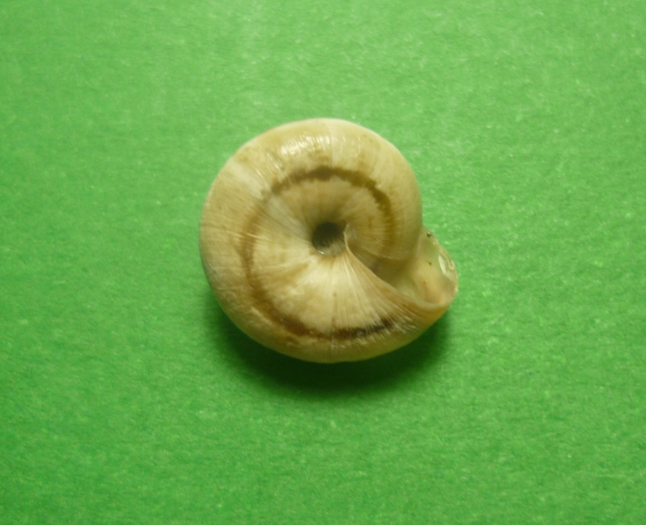 Trochoidea pyramidata? , Natura Mediterraneo | Forum Naturalistico