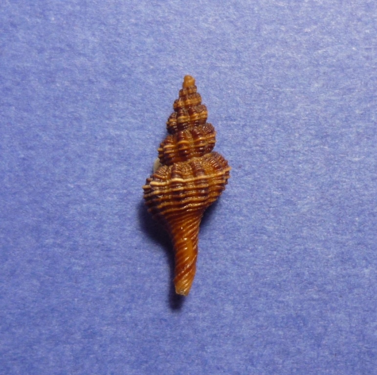 Fusinus? , Natura Mediterraneo | Forum Naturalistico