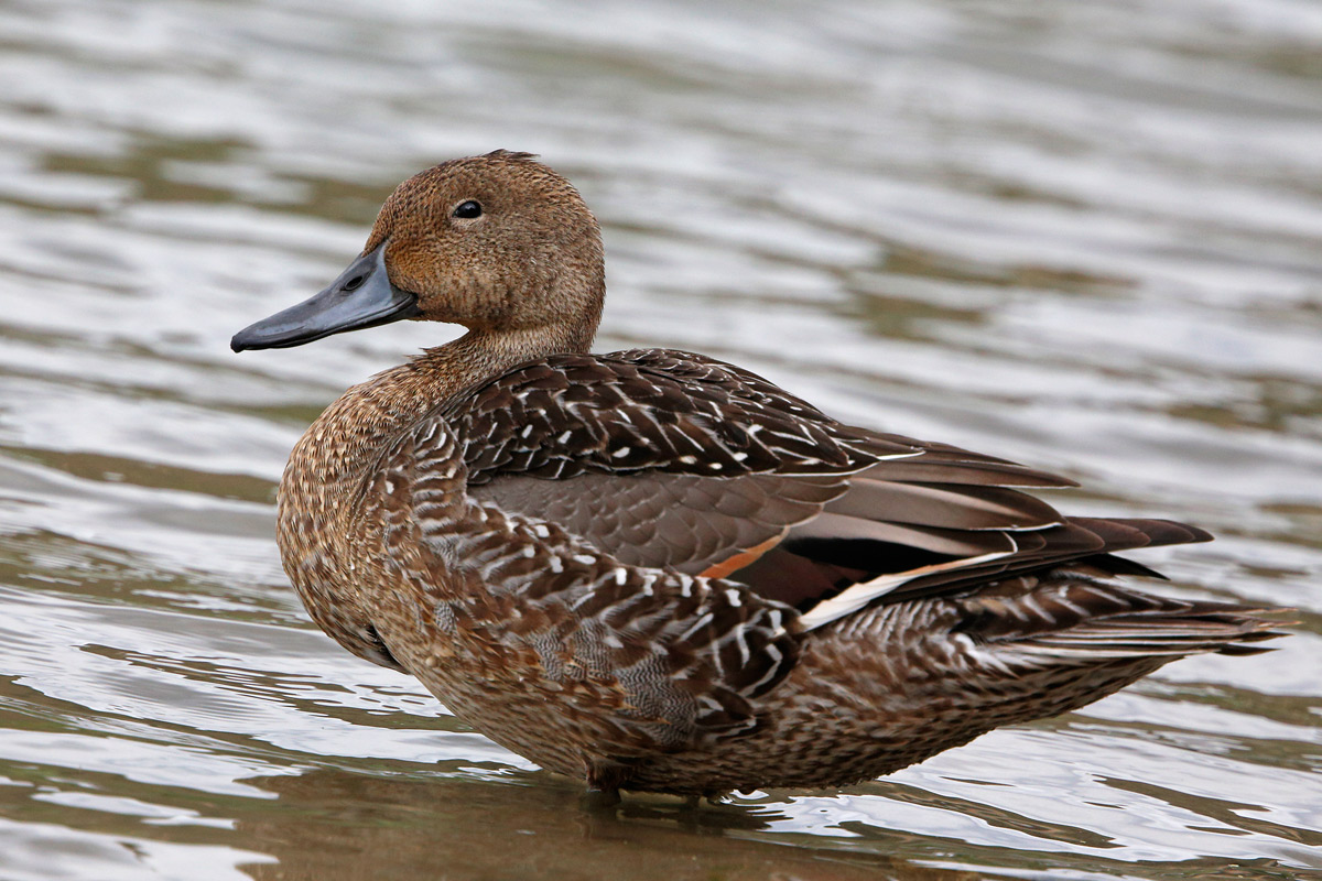 Codone Femmina? , Natura Mediterraneo | Forum Naturalistico