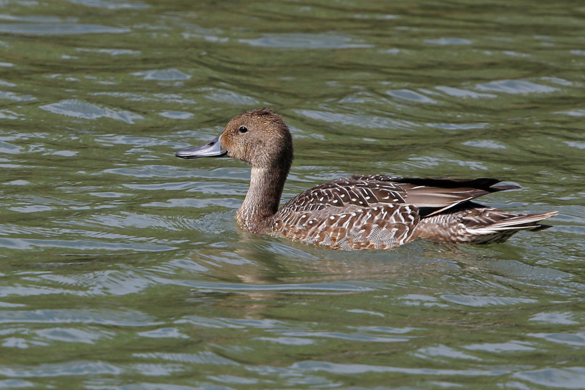 Codone Femmina? , Natura Mediterraneo | Forum Naturalistico
