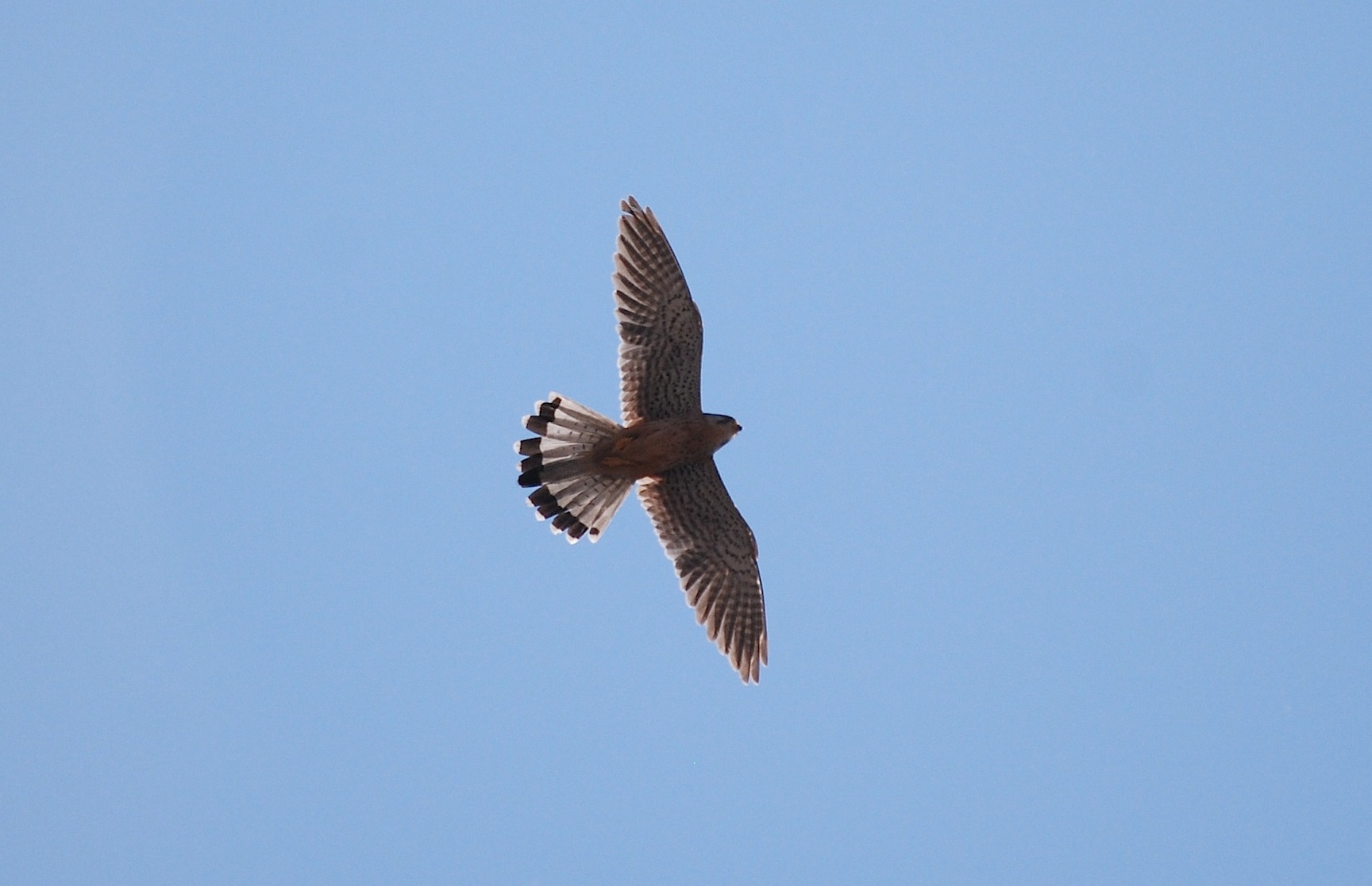 Gheppio maschio [ ex Falco Pellegrino ? ] , Natura Mediterraneo | Forum ...