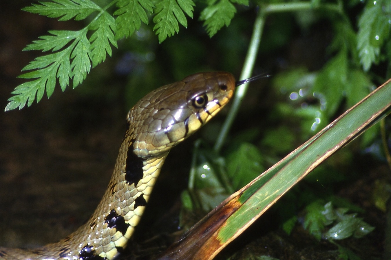 Biscia dal collare (Natrix helvetica, ex Natrix natrix) , Natura ...