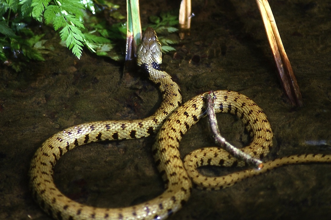 Biscia dal collare (Natrix helvetica, ex Natrix natrix) , Natura ...
