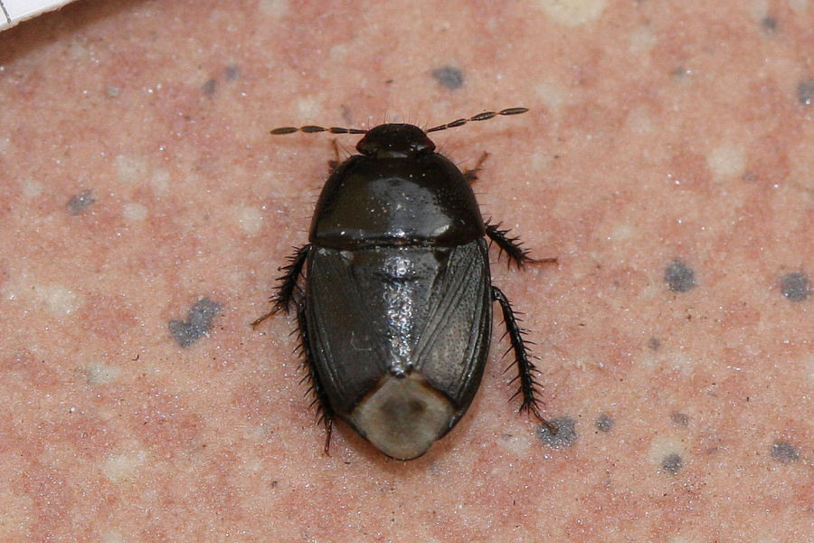 Cydnidae: Geotomus punctulatus dell' Emilia (BO) , Natura Mediterraneo ...