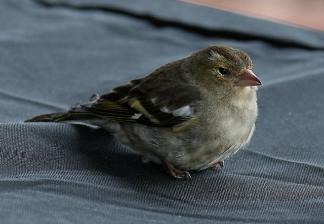 Fringuelli e la loro vista , Natura Mediterraneo | Forum Naturalistico