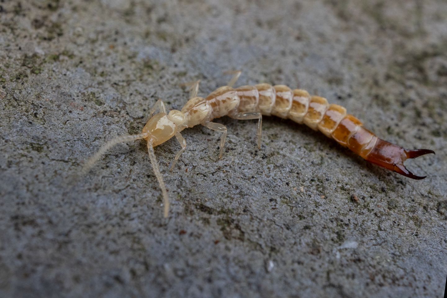 Japygidae , Natura Mediterraneo | Forum Naturalistico