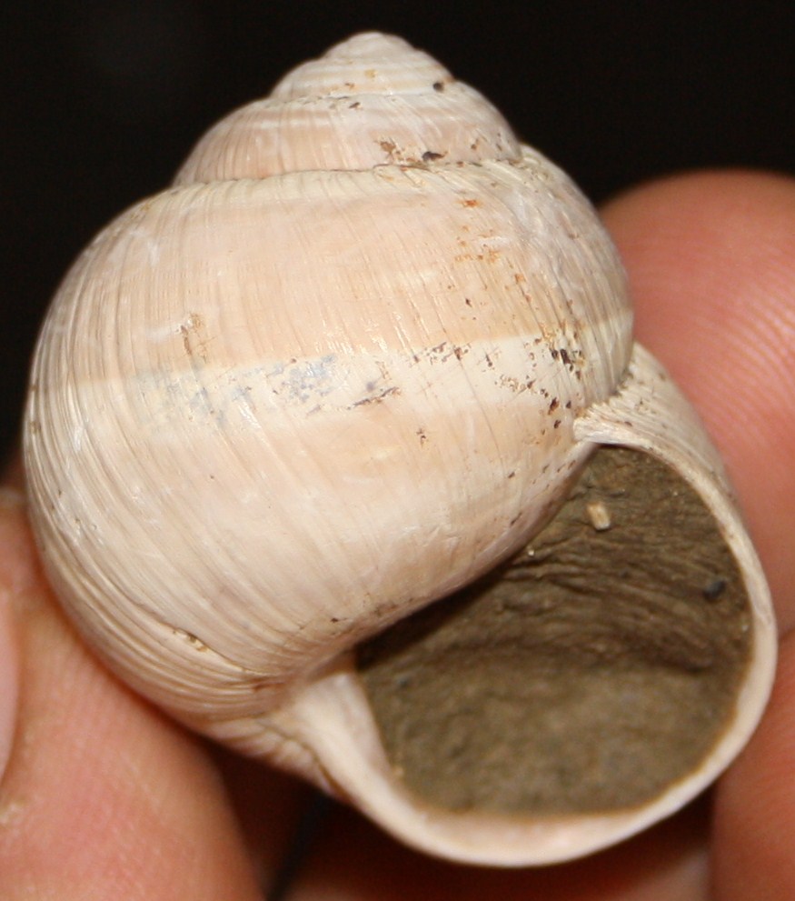 Helix cincta? , Natura Mediterraneo | Forum Naturalistico