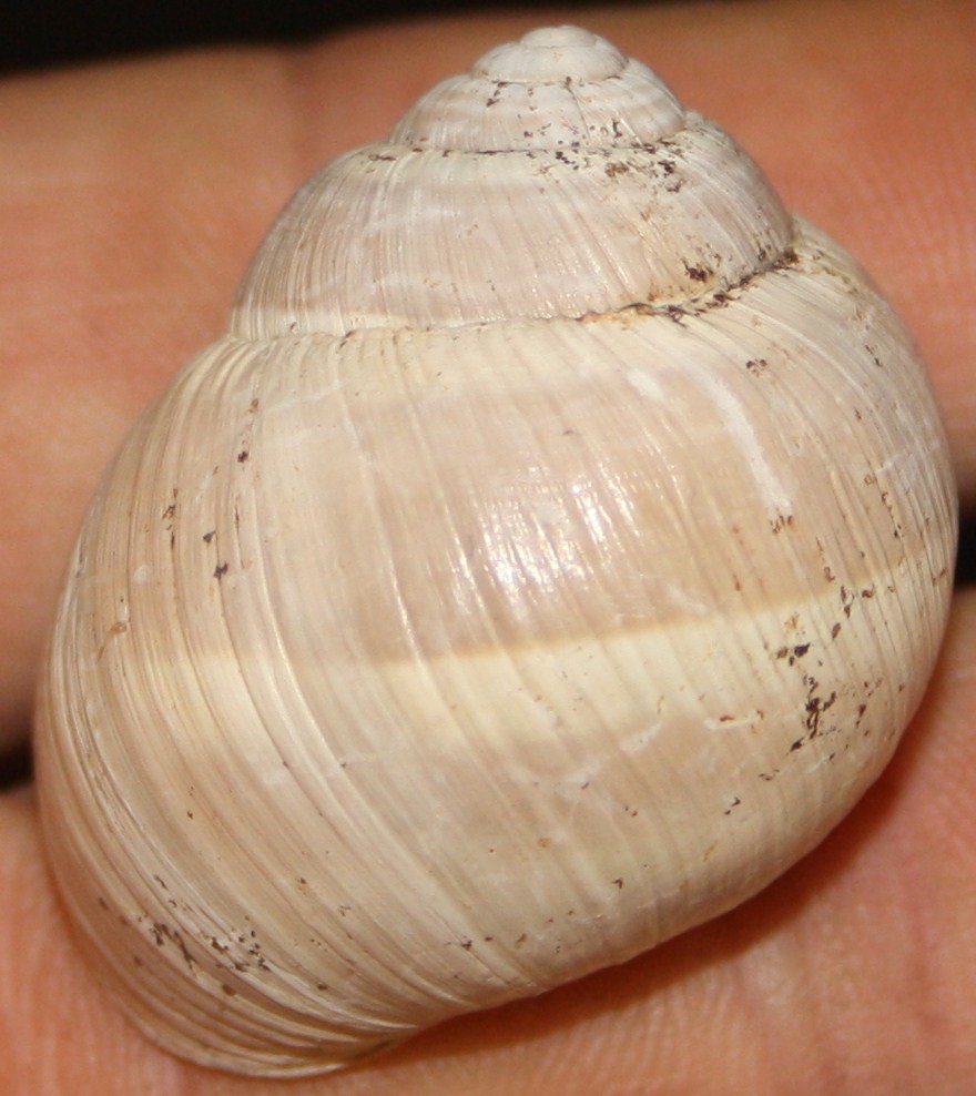 Helix cincta? , Natura Mediterraneo | Forum Naturalistico
