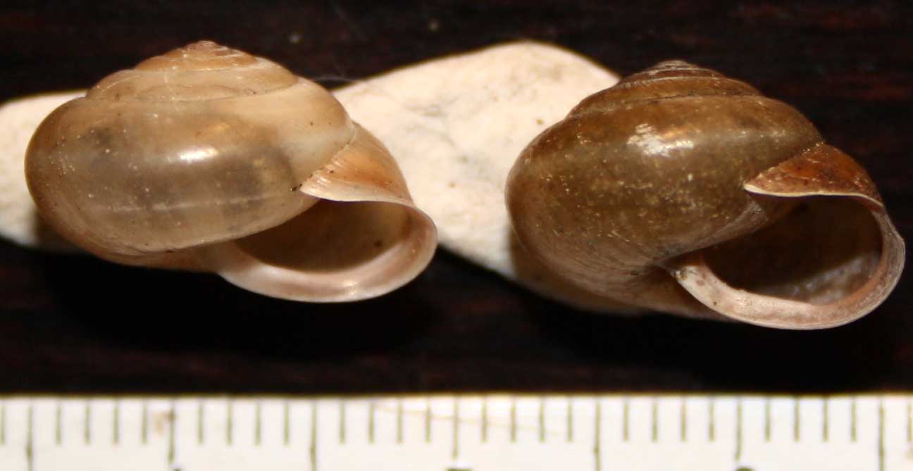 Monachoides incarnatus? , Natura Mediterraneo | Forum Naturalistico