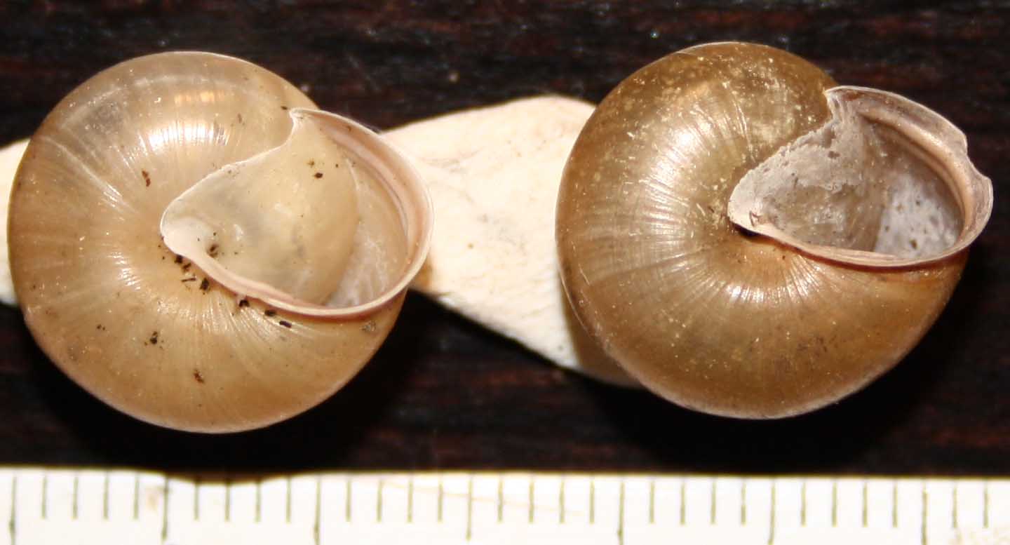 Monachoides incarnatus? , Natura Mediterraneo | Forum Naturalistico