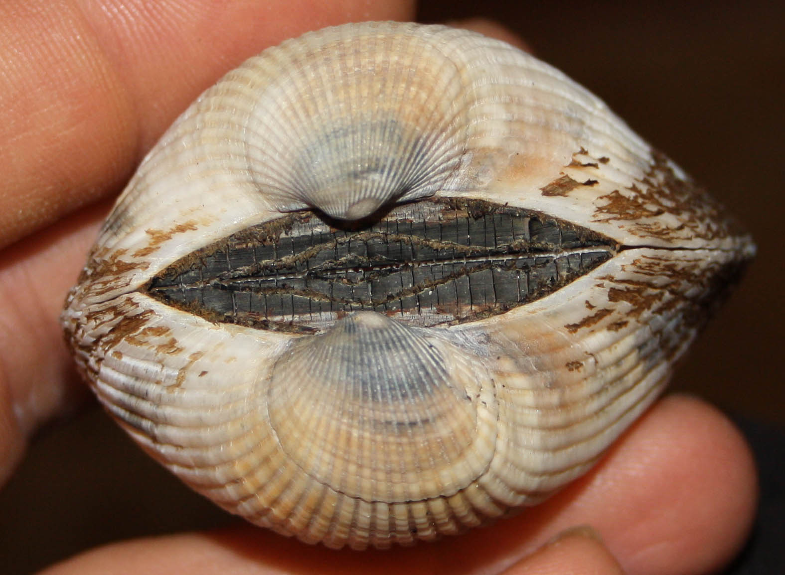 Anadara da id. , Natura Mediterraneo | Forum Naturalistico