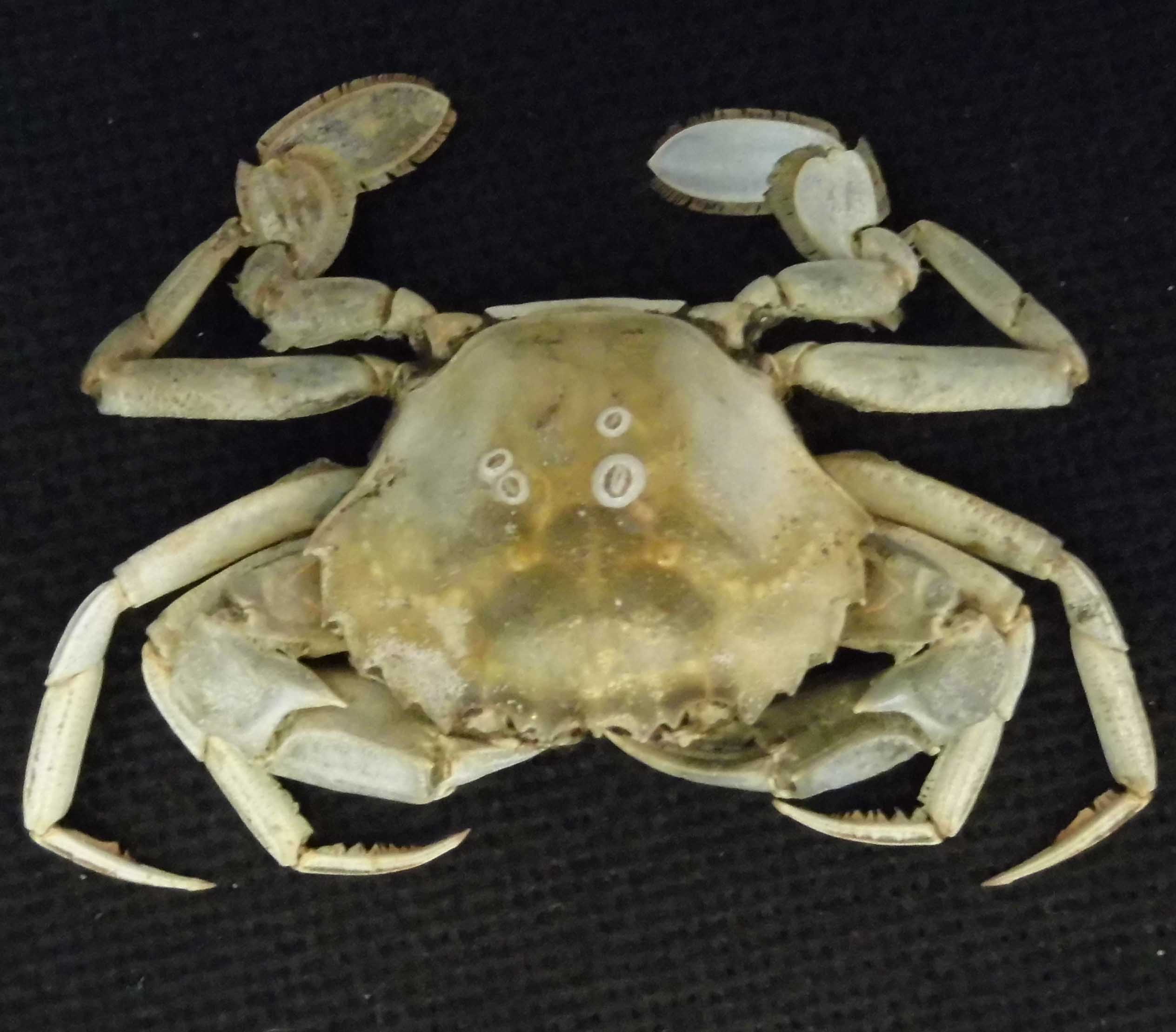 decapoda da identificare , Natura Mediterraneo | Forum Naturalistico