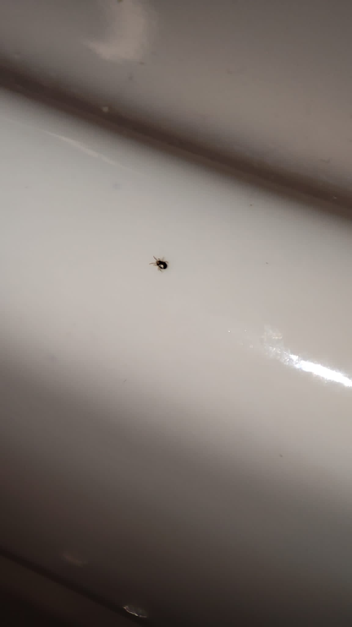 Piccolissimo insetto nero , Natura Mediterraneo | Forum Naturalistico