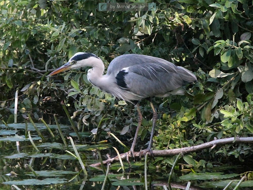 Ardea cinerea , Natura Mediterraneo | Forum Naturalistico