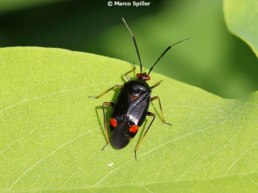 Miridae: Deraeocoris ruber (anche in forma segusina) , Natura ...