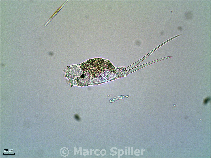 Monommata , Natura Mediterraneo | Forum Naturalistico