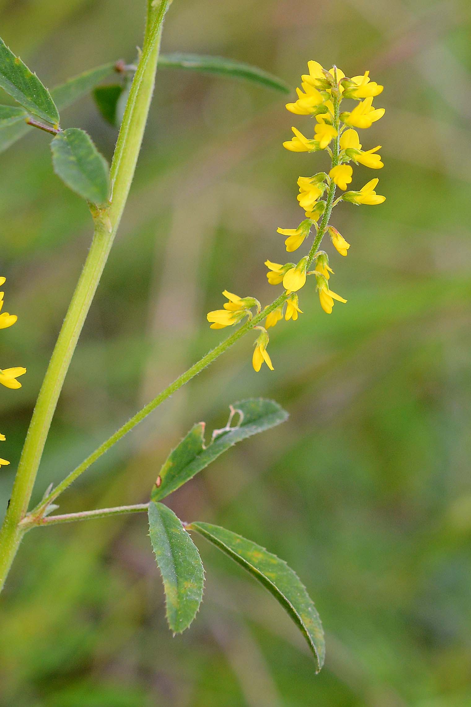 fabacea - Melilotus sp. , Natura Mediterraneo | Forum Naturalistico