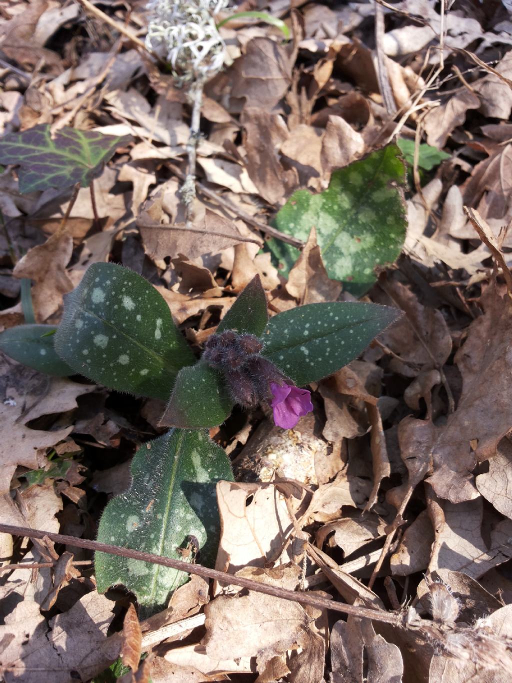 Pulmonaria sp. , Natura Mediterraneo | Forum Naturalistico