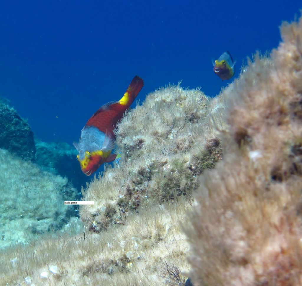 Sparisoma cretense (Pesce pappagallo mediterraneo) , Natura ...