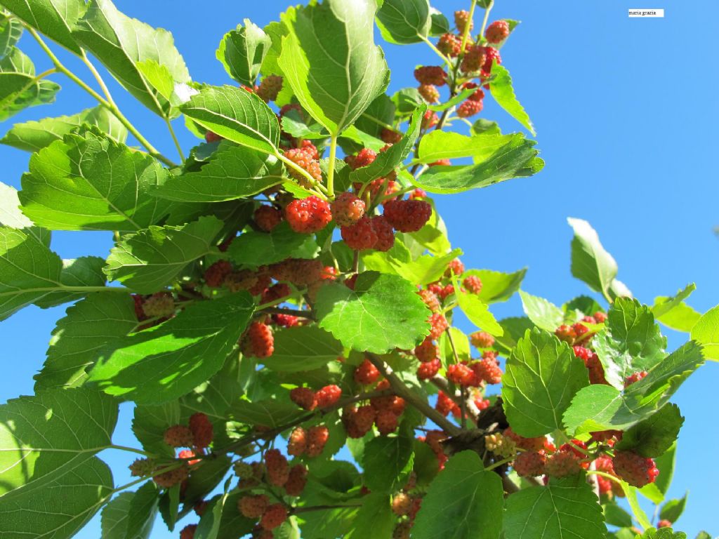 Morus nigra / Gelso nero , Natura Mediterraneo | Forum Naturalistico