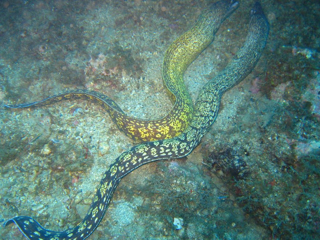 Murena - Muraena helena , Natura Mediterraneo | Forum Naturalistico