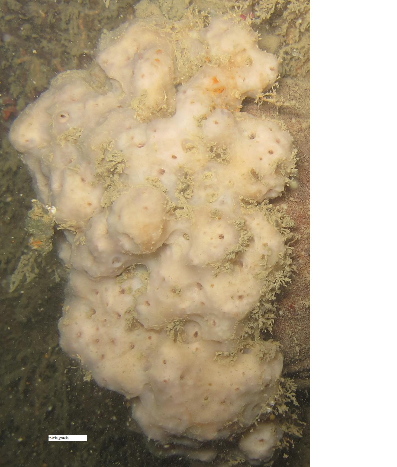 Corticium candelabrum et al. , Natura Mediterraneo | Forum Naturalistico