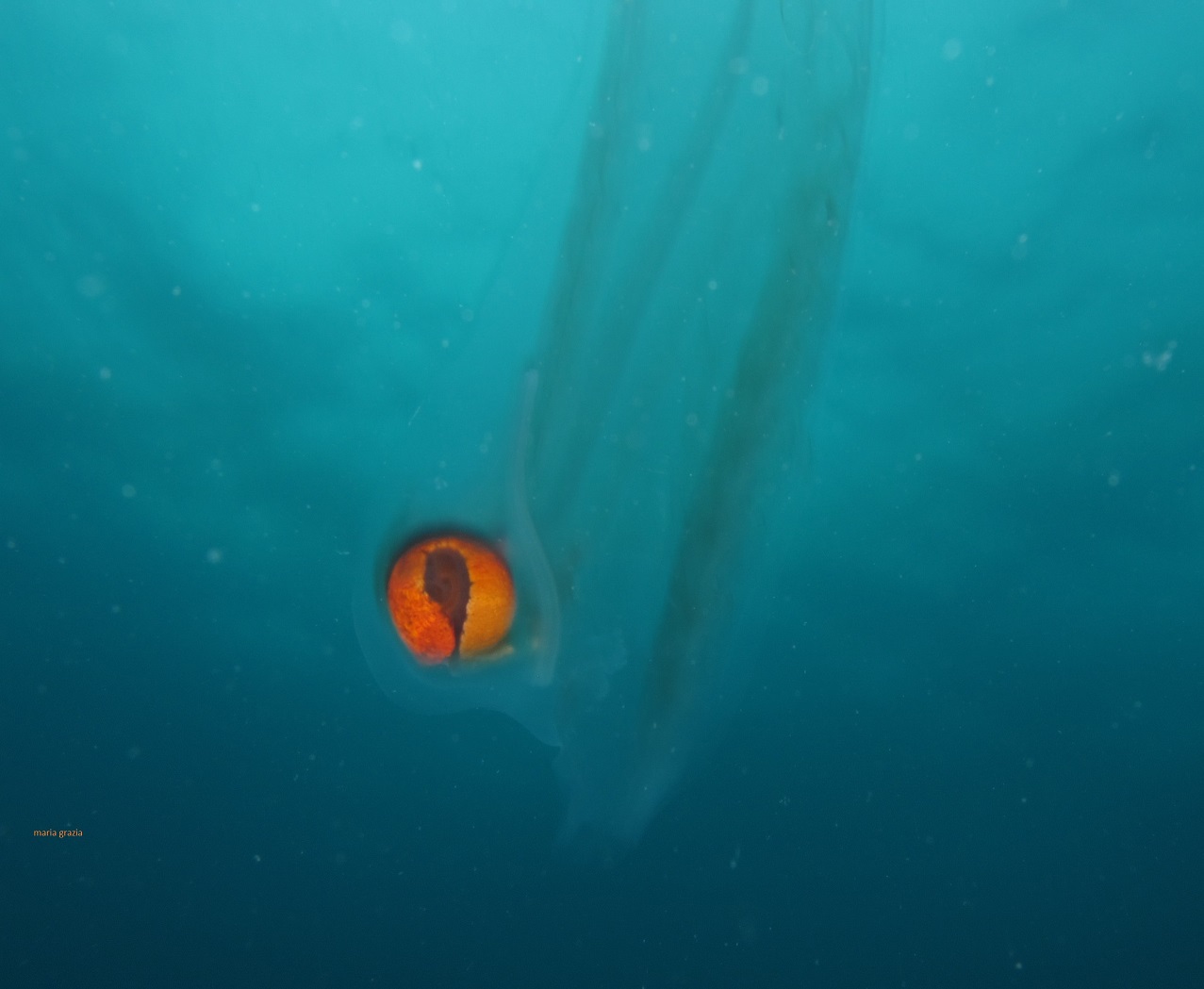 Salpa sp. , Natura Mediterraneo | Forum Naturalistico