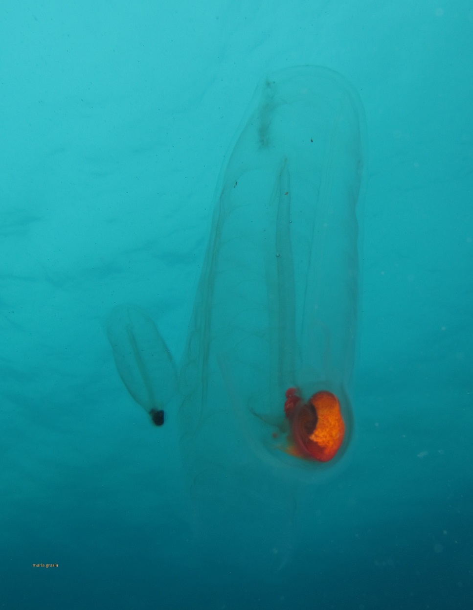 Salpa sp. , Natura Mediterraneo | Forum Naturalistico