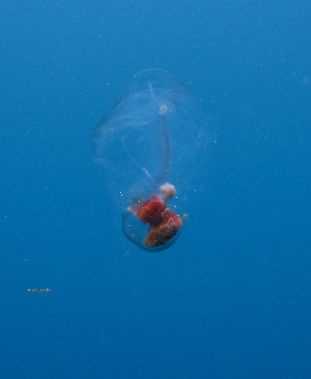 Salpa sp. , Natura Mediterraneo | Forum Naturalistico