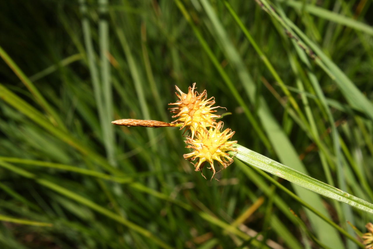 Juncus da ID.-3 - no, Carex del gruppo flava , Natura Mediterraneo ...