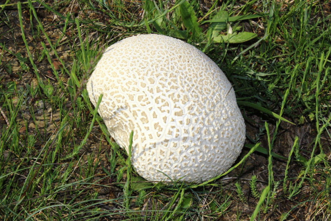 Vescia da determinare-1 , Natura Mediterraneo | Forum Naturalistico