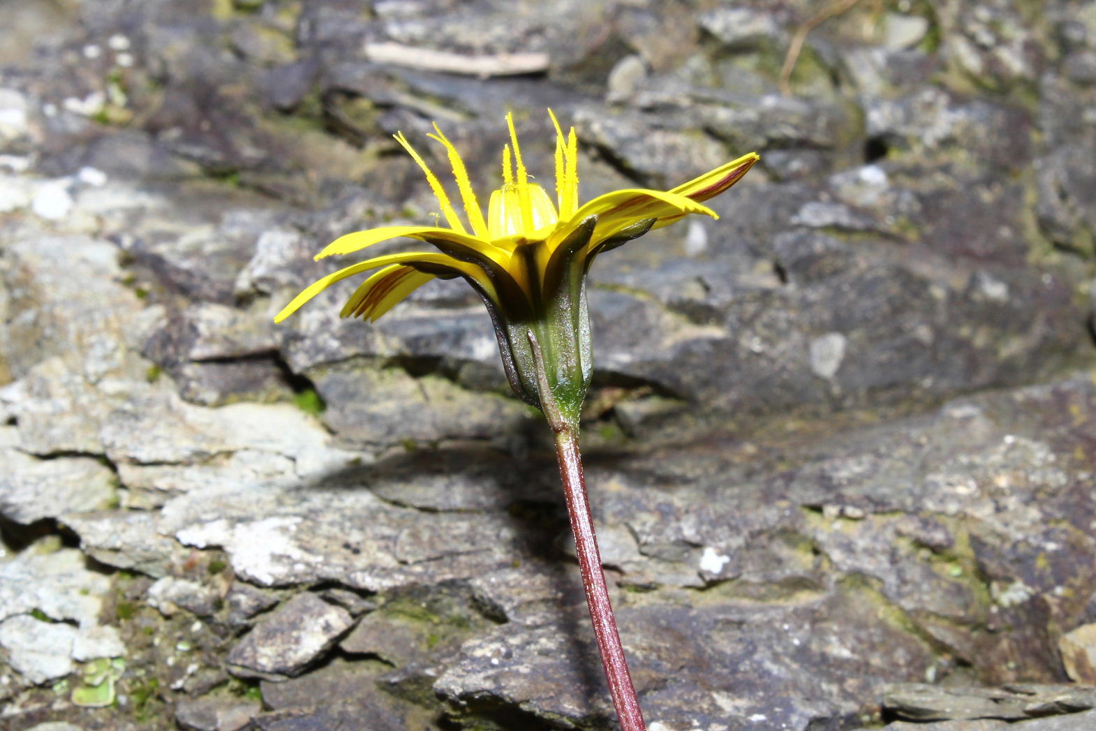 Asteracea - Robertia taraxacoides , Natura Mediterraneo | Forum ...