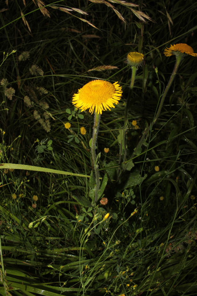 Pulicaria odora / Incensaria odorosa , Natura Mediterraneo | Forum ...