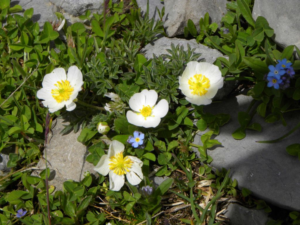 Ranunculus seguieri? Sì , Natura Mediterraneo | Forum Naturalistico