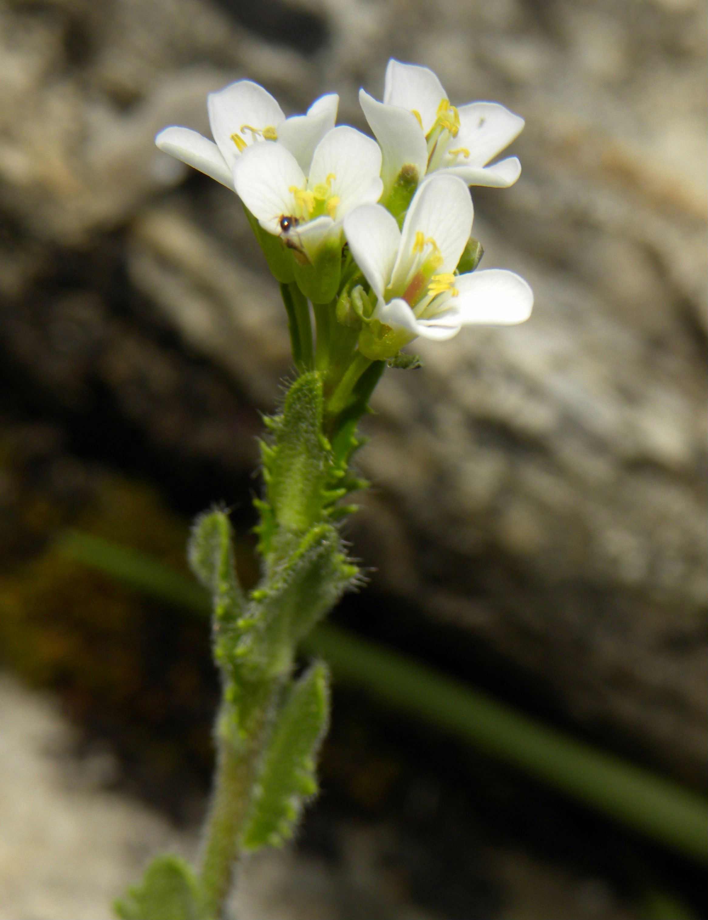 Draba tomentosa? - no, Arabis sp. , Natura Mediterraneo | Forum ...