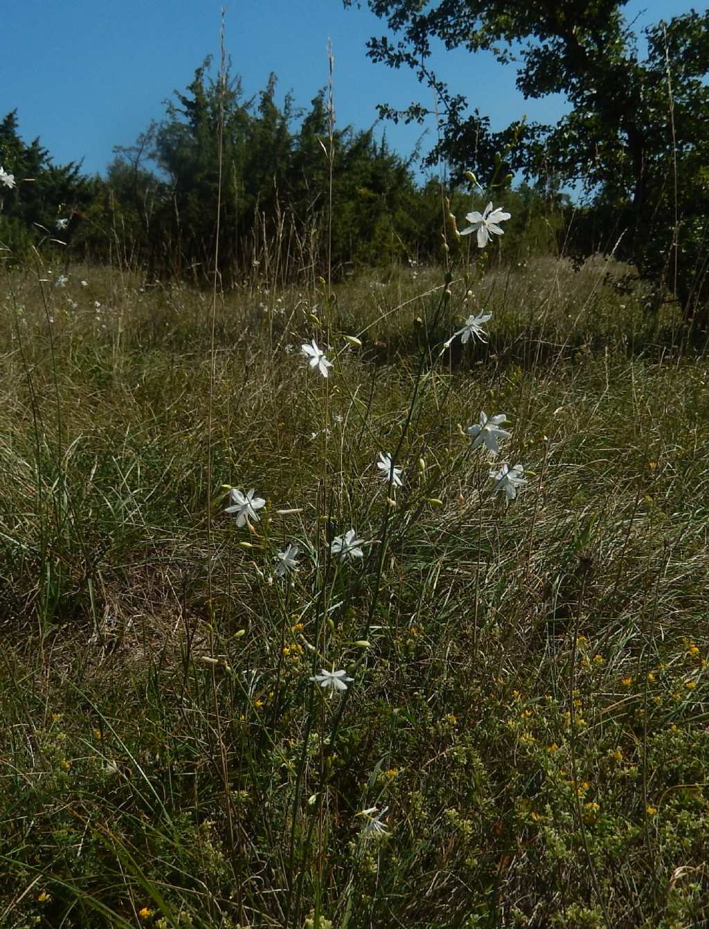 Ornitogalo , Natura Mediterraneo | Forum Naturalistico