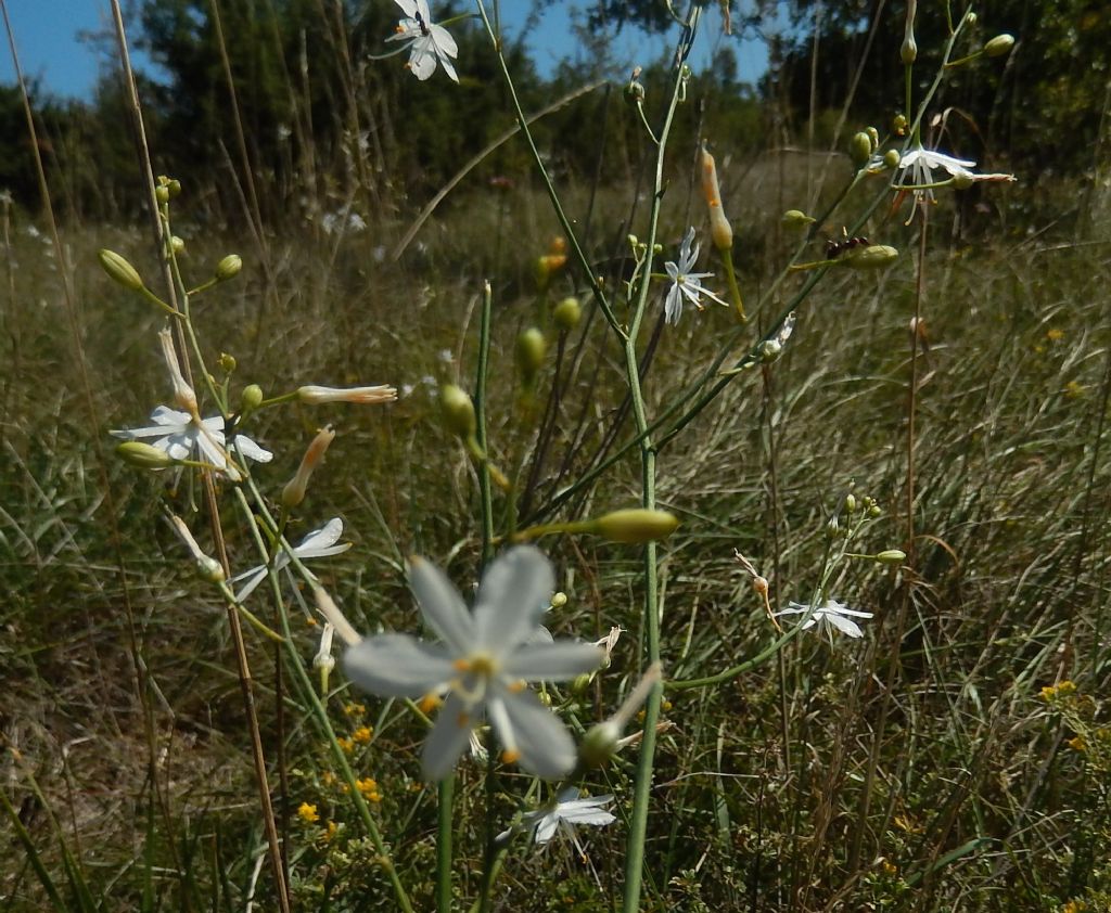 Ornitogalo , Natura Mediterraneo | Forum Naturalistico